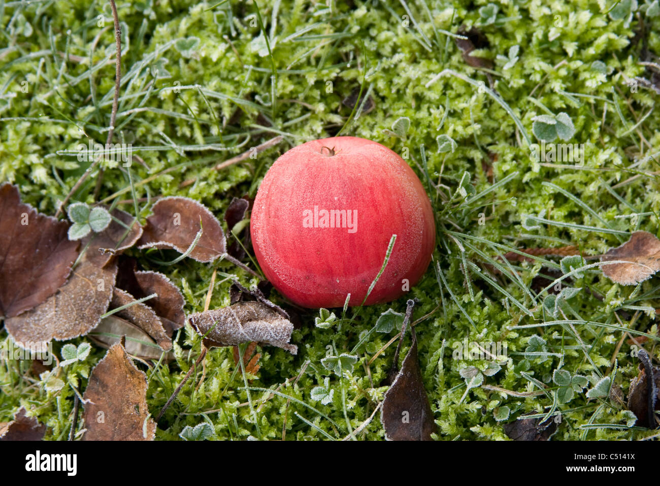 Frost covered apple resting on the ground Stock Photo - Alamy