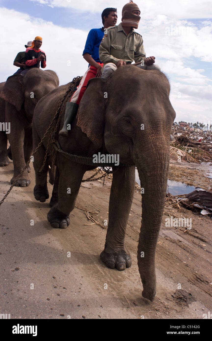 Tame elephants are used to help move the wreckage caused by the tsunami ...