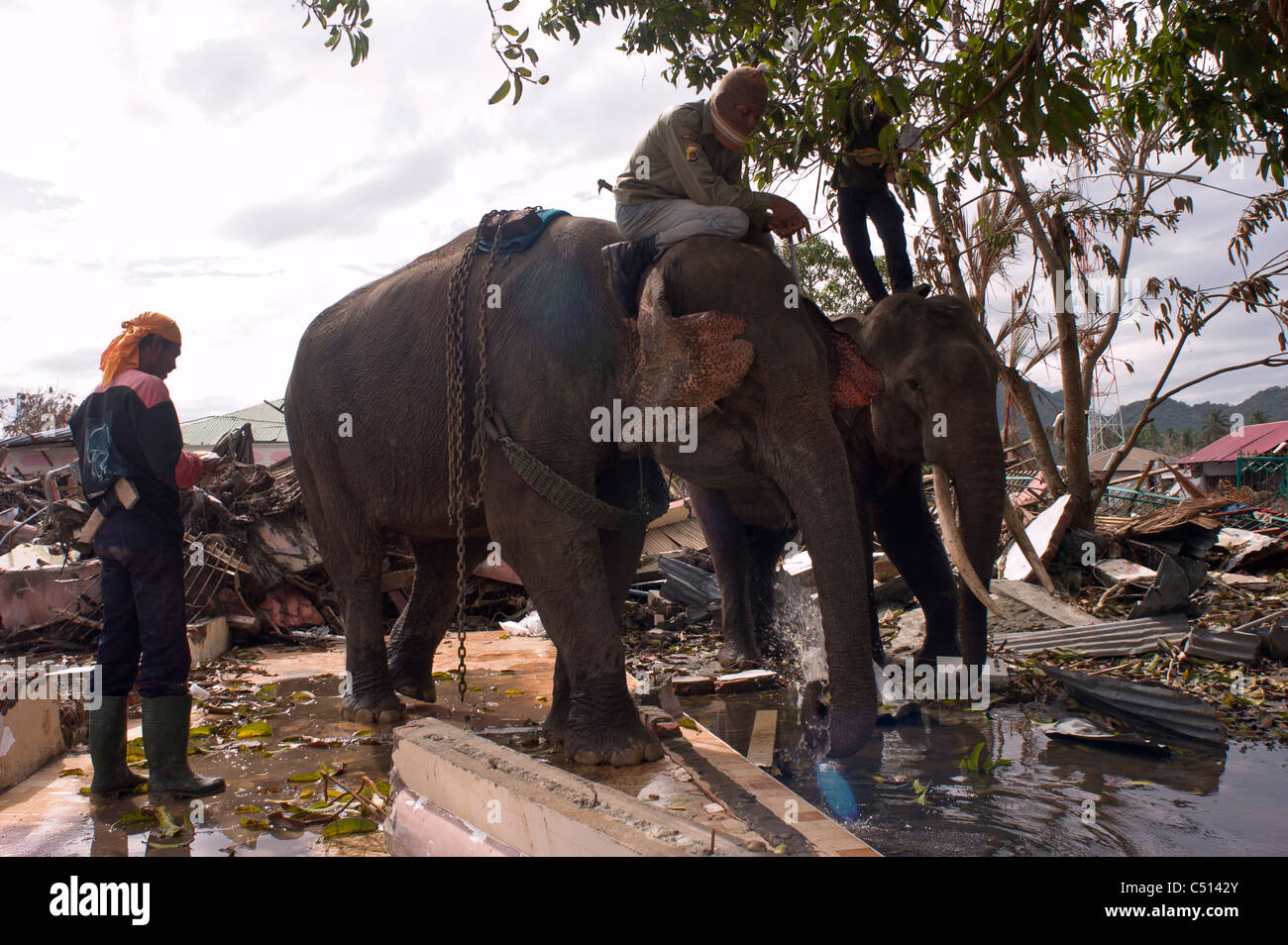 Tame elephants are used to help move the wreckage caused by the tsunami ...
