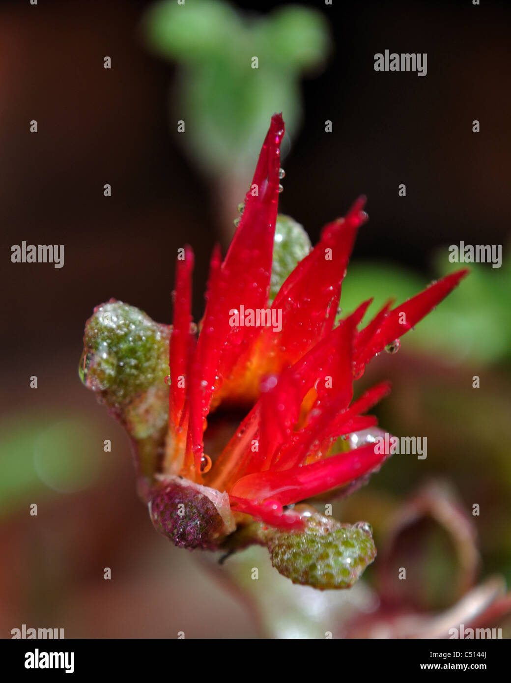 flower sun water droplet Stock Photo - Alamy