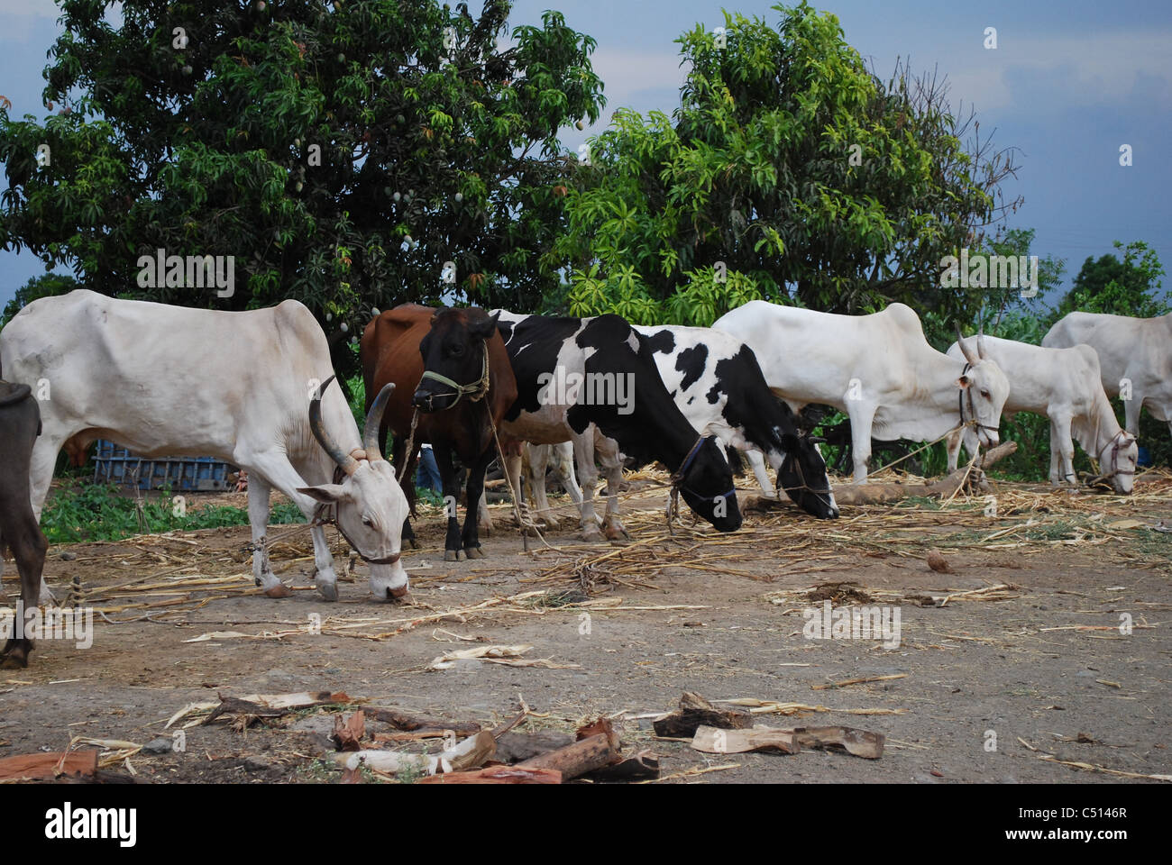 group of bullock Stock Photo - Alamy