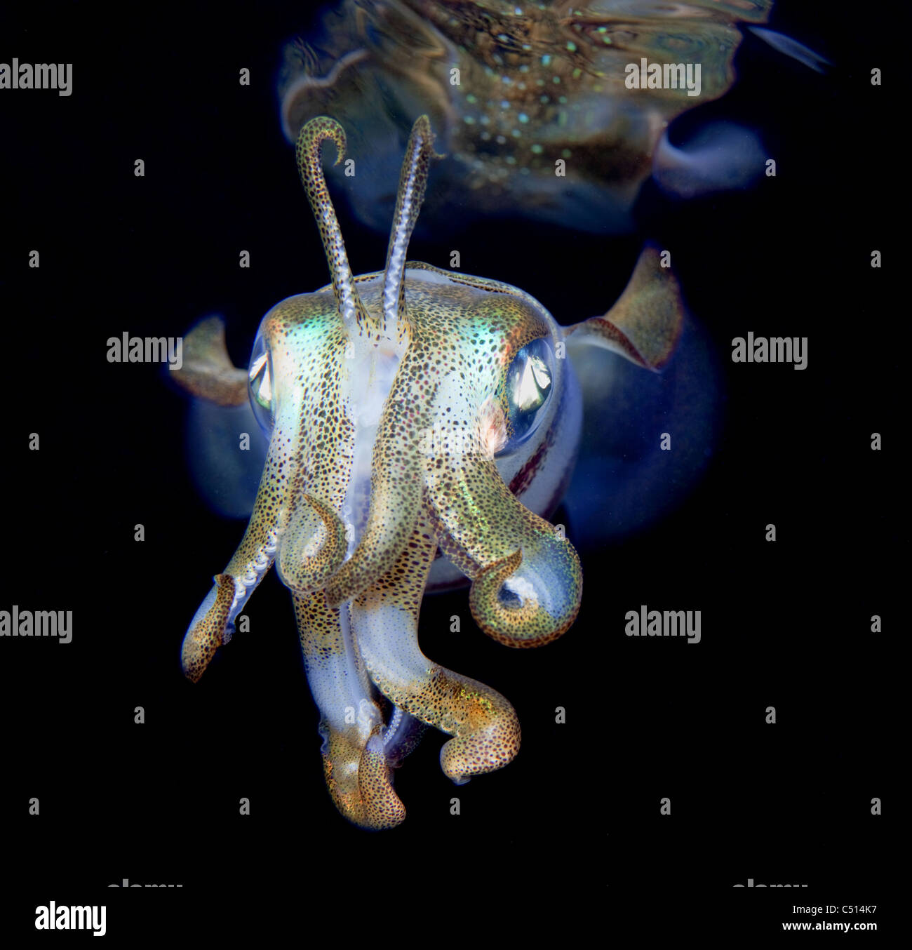 Ghost animal hi-res stock photography and images - Alamy