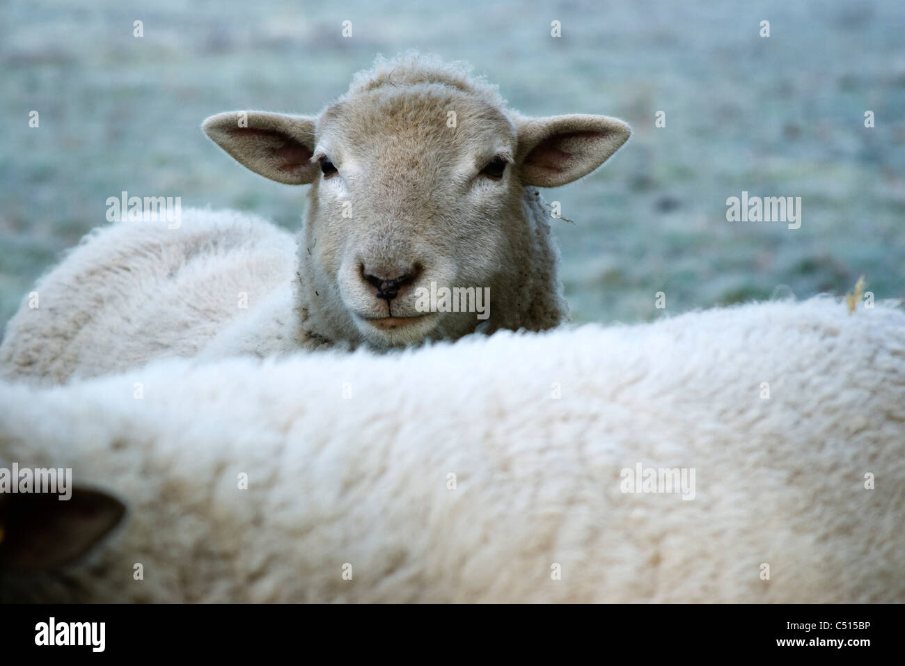 Close up shots of sheep hi-res stock photography and images - Alamy