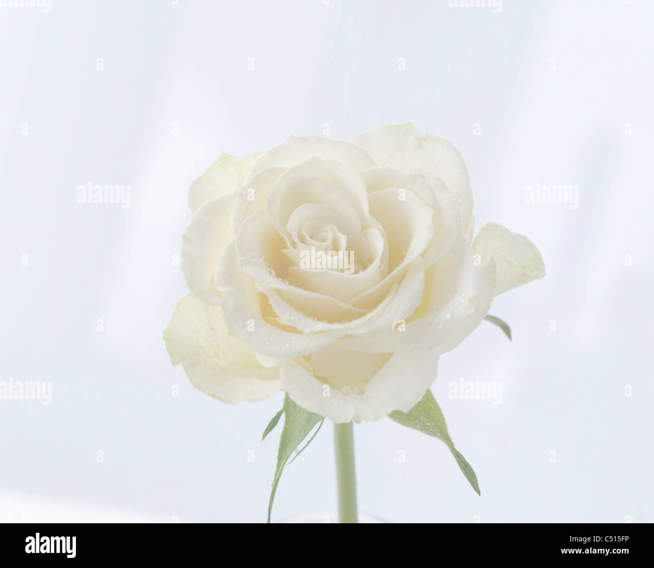Fresh creamy-white single rose flower, high key image Stock Photo - Alamy