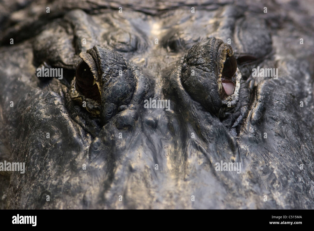 Close-up of alligator's eyes Stock Photo - Alamy