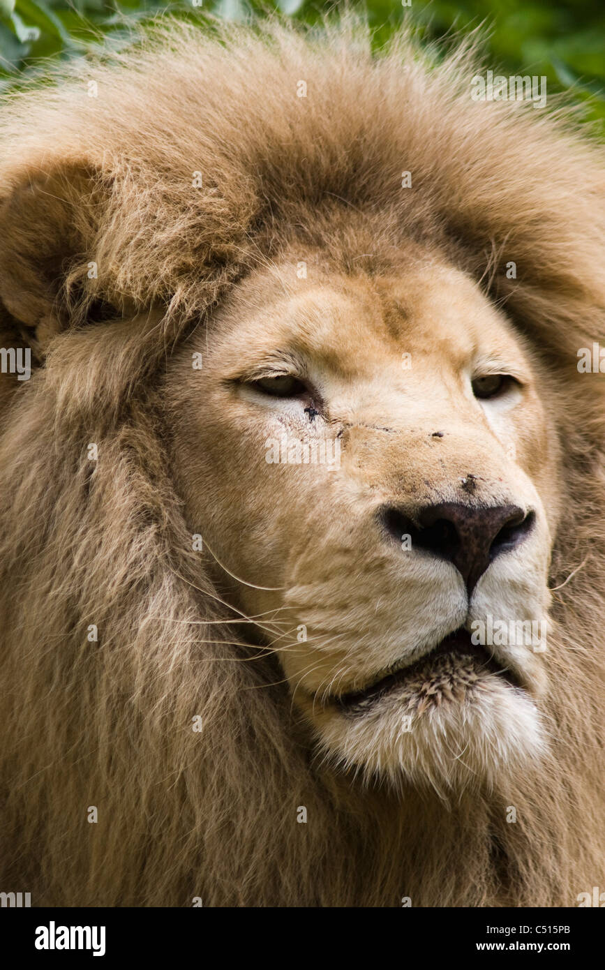 Tight portrait male lion eyes hi-res stock photography and images - Alamy