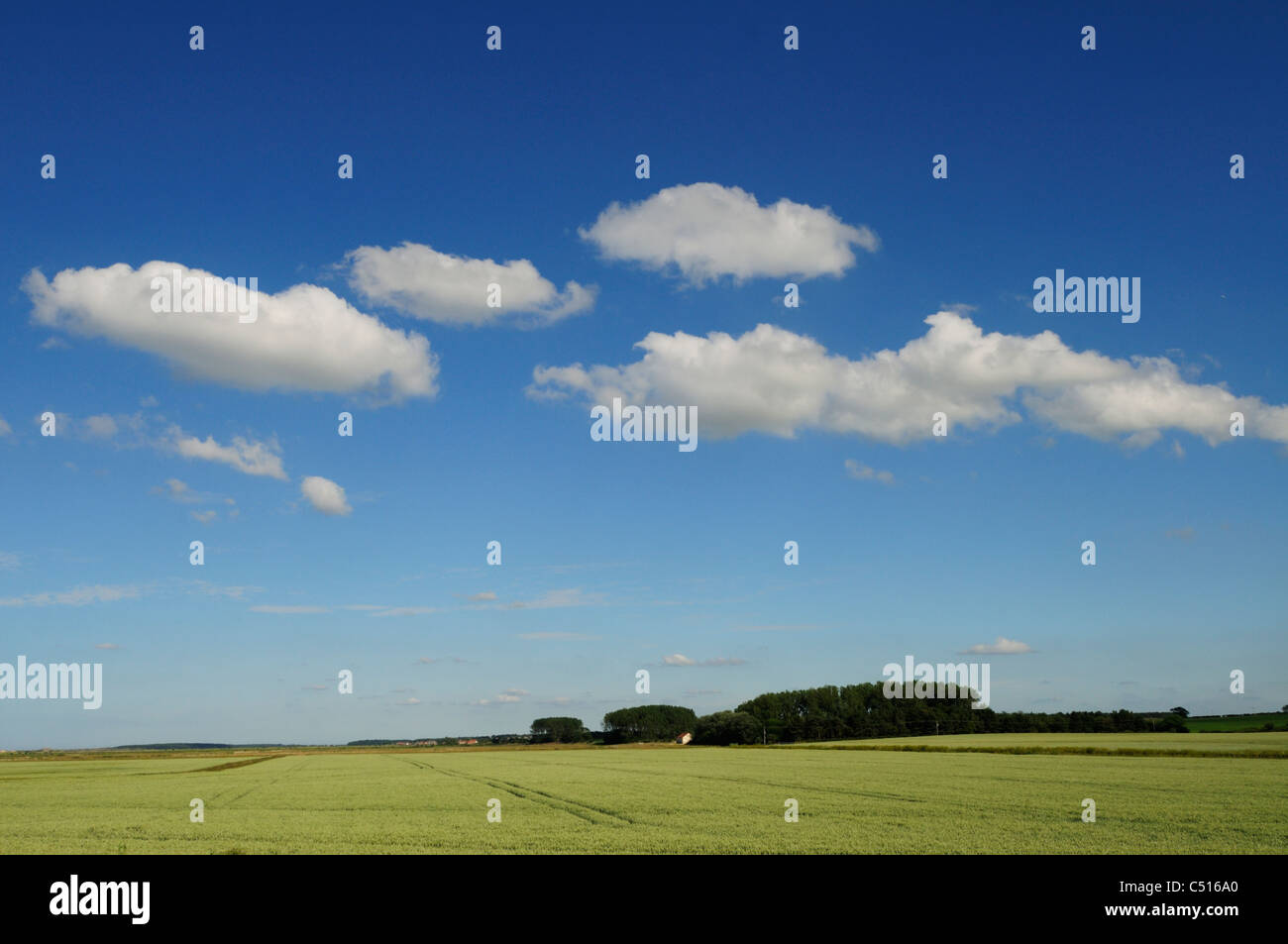 Farmland at Burnham Deepdale, Norfolk, England, UK Stock Photo - Alamy