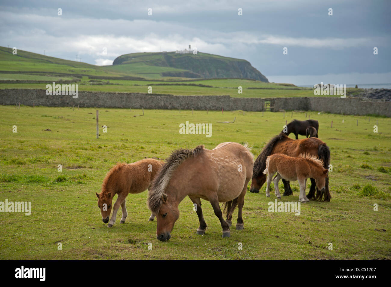 Shetland ponies grazing in a paddock near Bridge of Walls, Mainland ...