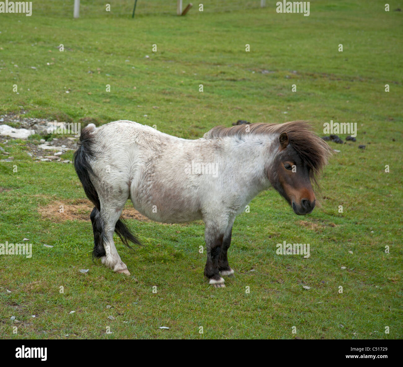 Shetland pony has thick coat and short legs hi-res stock photography ...