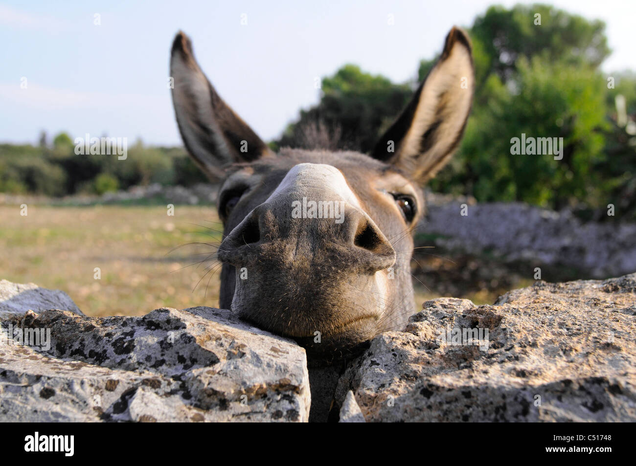 Donkey peering over stone wall Stock Photo - Alamy