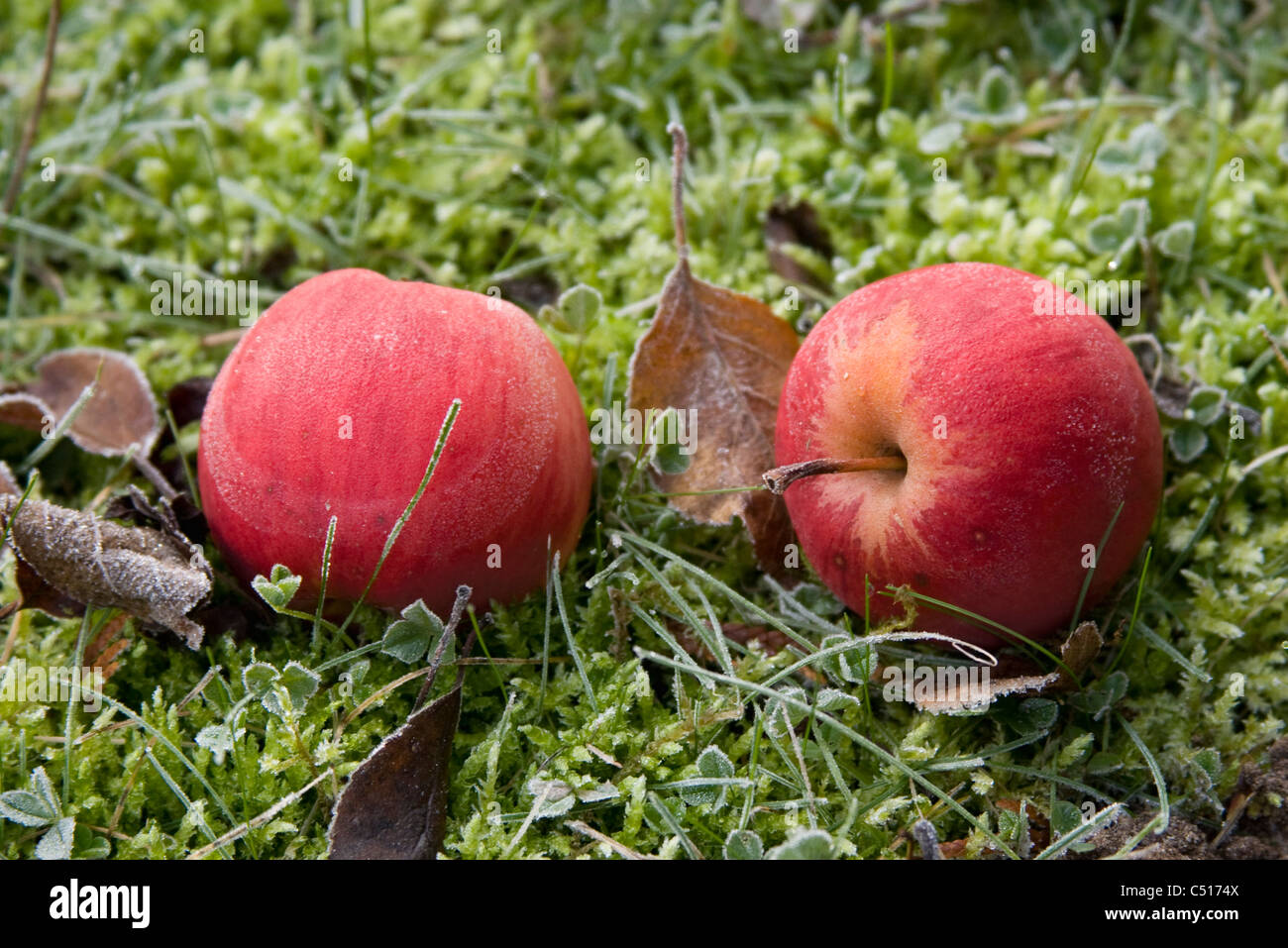 Frost covered apples resting on the ground Stock Photo - Alamy