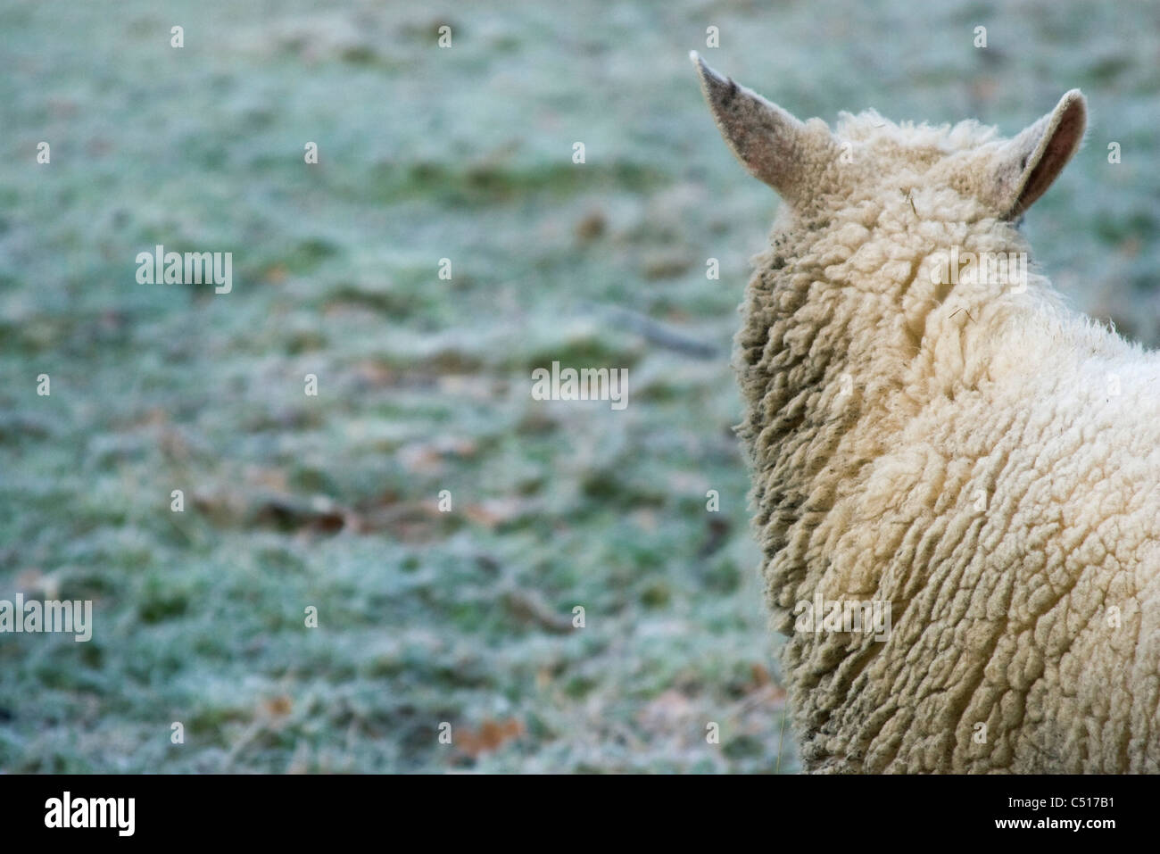 Sheep in field Stock Photo - Alamy