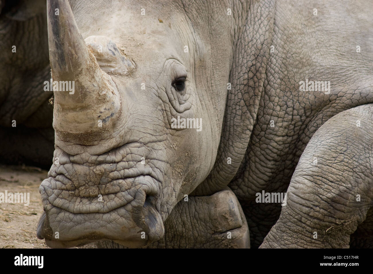 Rhinoceri hi-res stock photography and images - Alamy