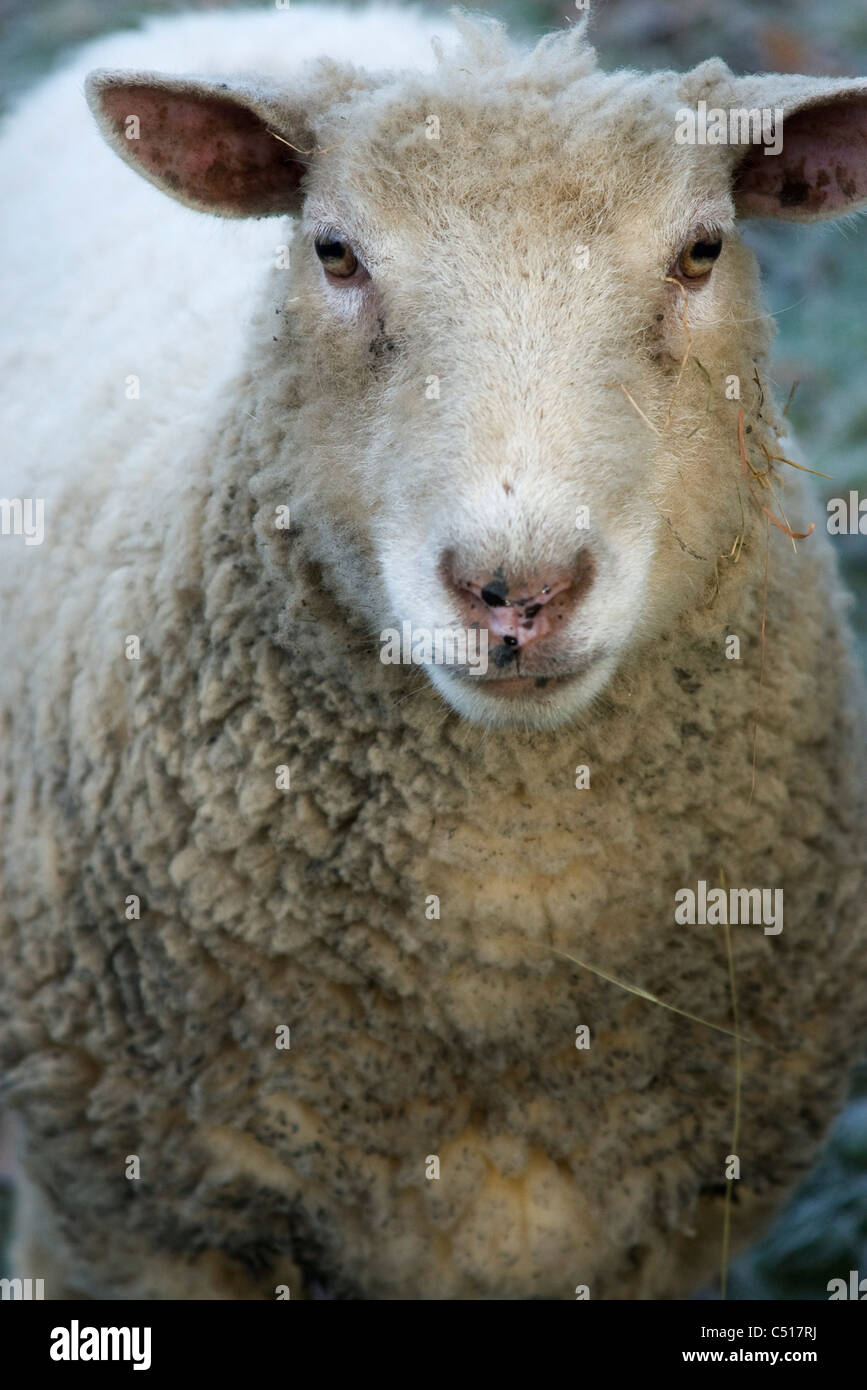 Sheep portraits hi-res stock photography and images - Alamy