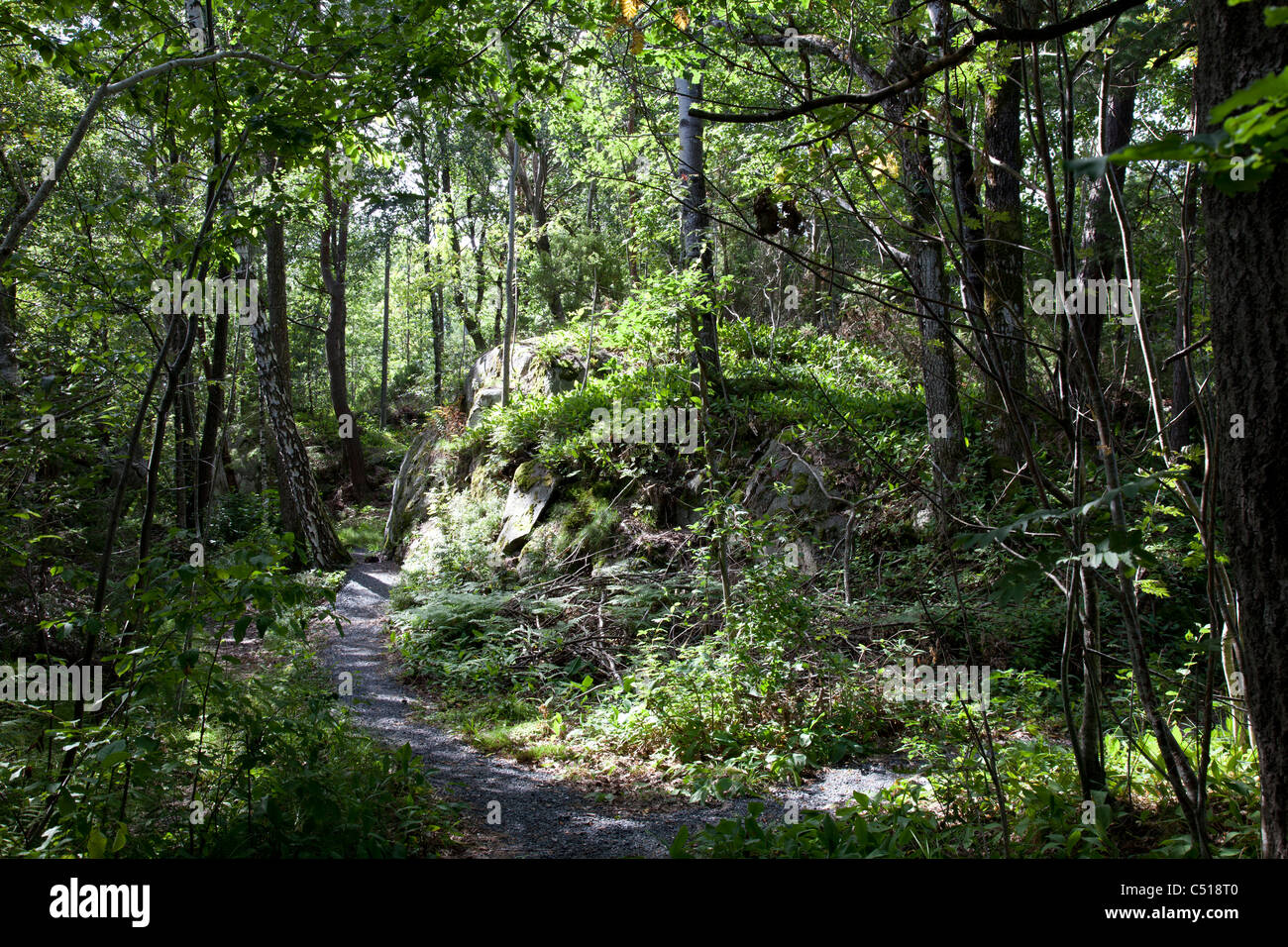 A path through lush surrounding greenery and light pouring through the ...