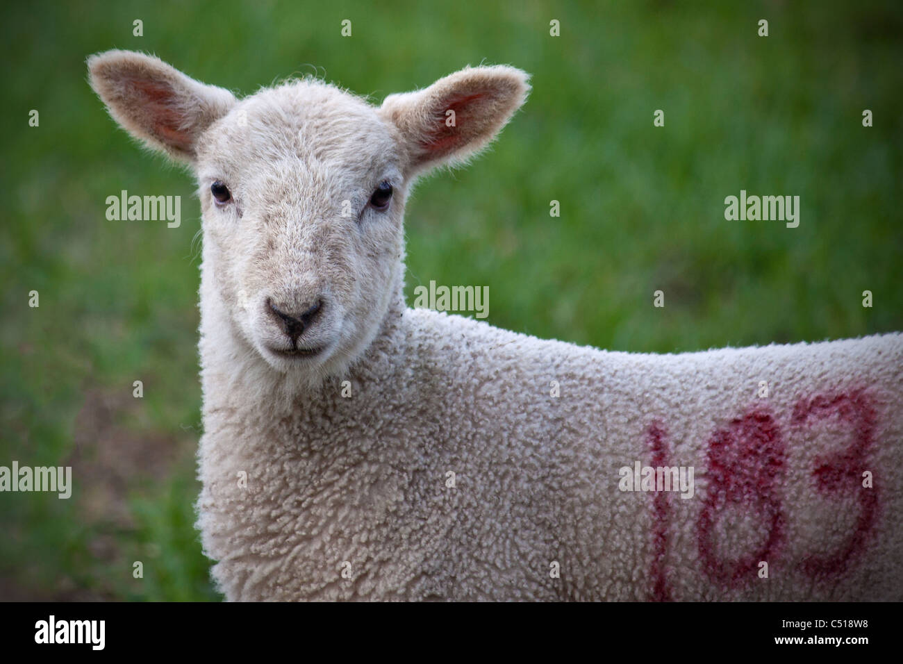 Spring lamb posing Stock Photo - Alamy