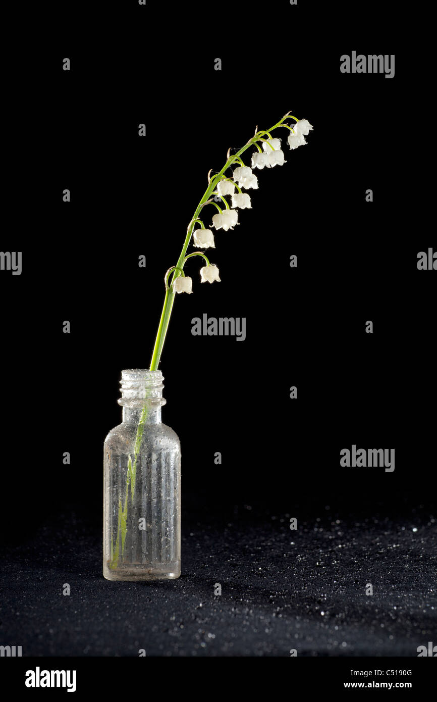 Lily valley drops hi-res stock photography and images - Alamy