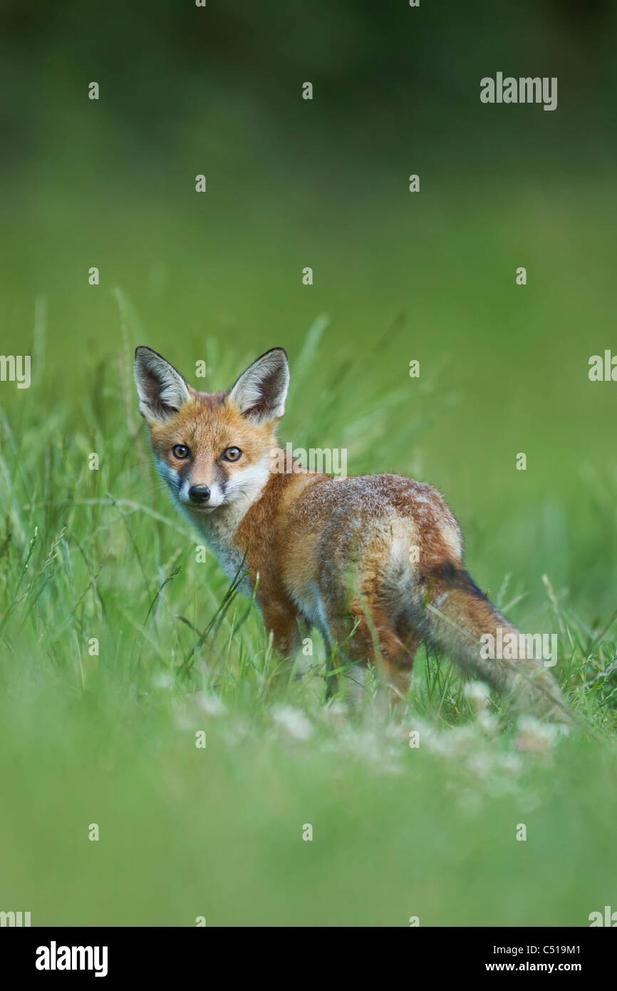 Playing Fox High Resolution Stock Photography and Images - Alamy