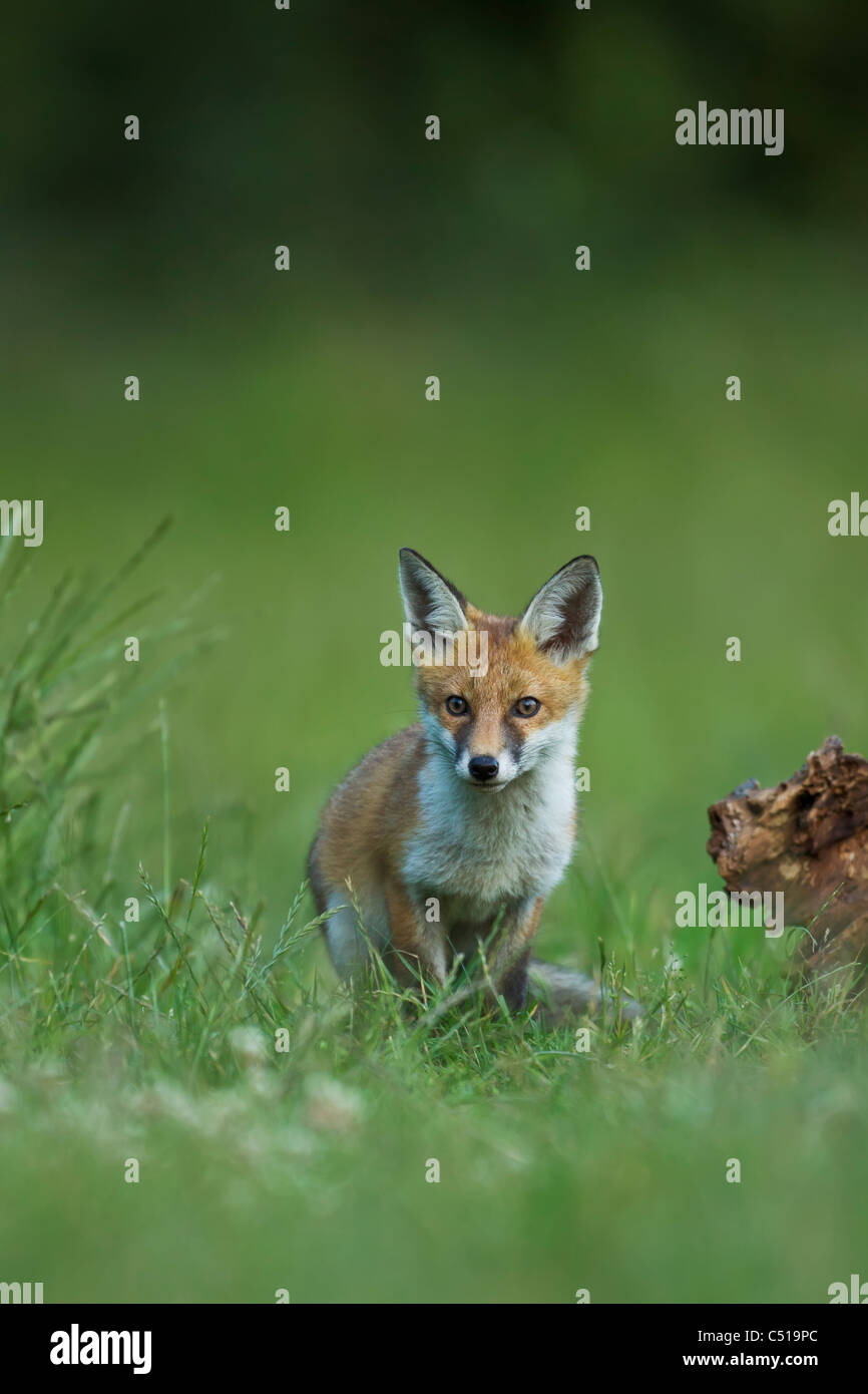 Fox Cub playing in evening light (Vulpes vulpes Stock Photo - Alamy