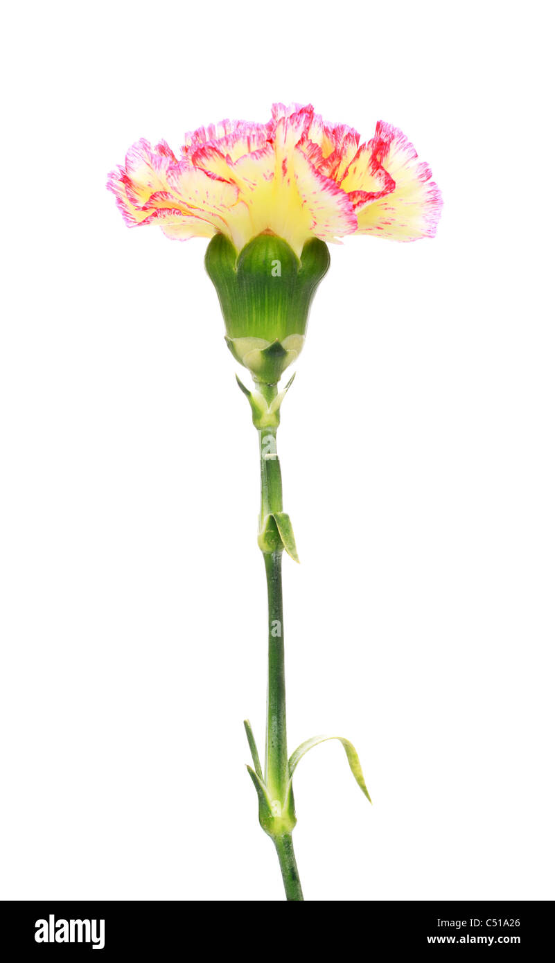 Carnation yellow dianthus caryophyllus hi-res stock photography and ...