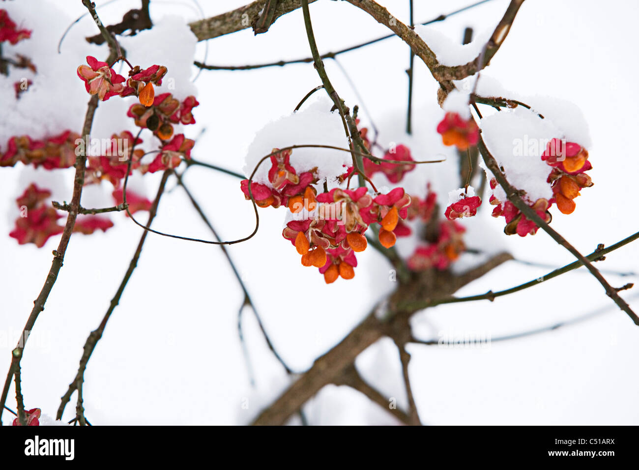 Natural european winter flora hi-res stock photography and images - Alamy