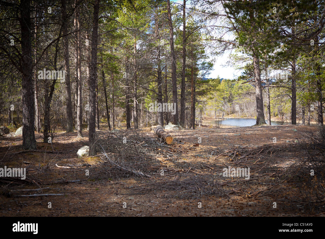 A scarce forest with logs cut on the ground and life blooming from the ...