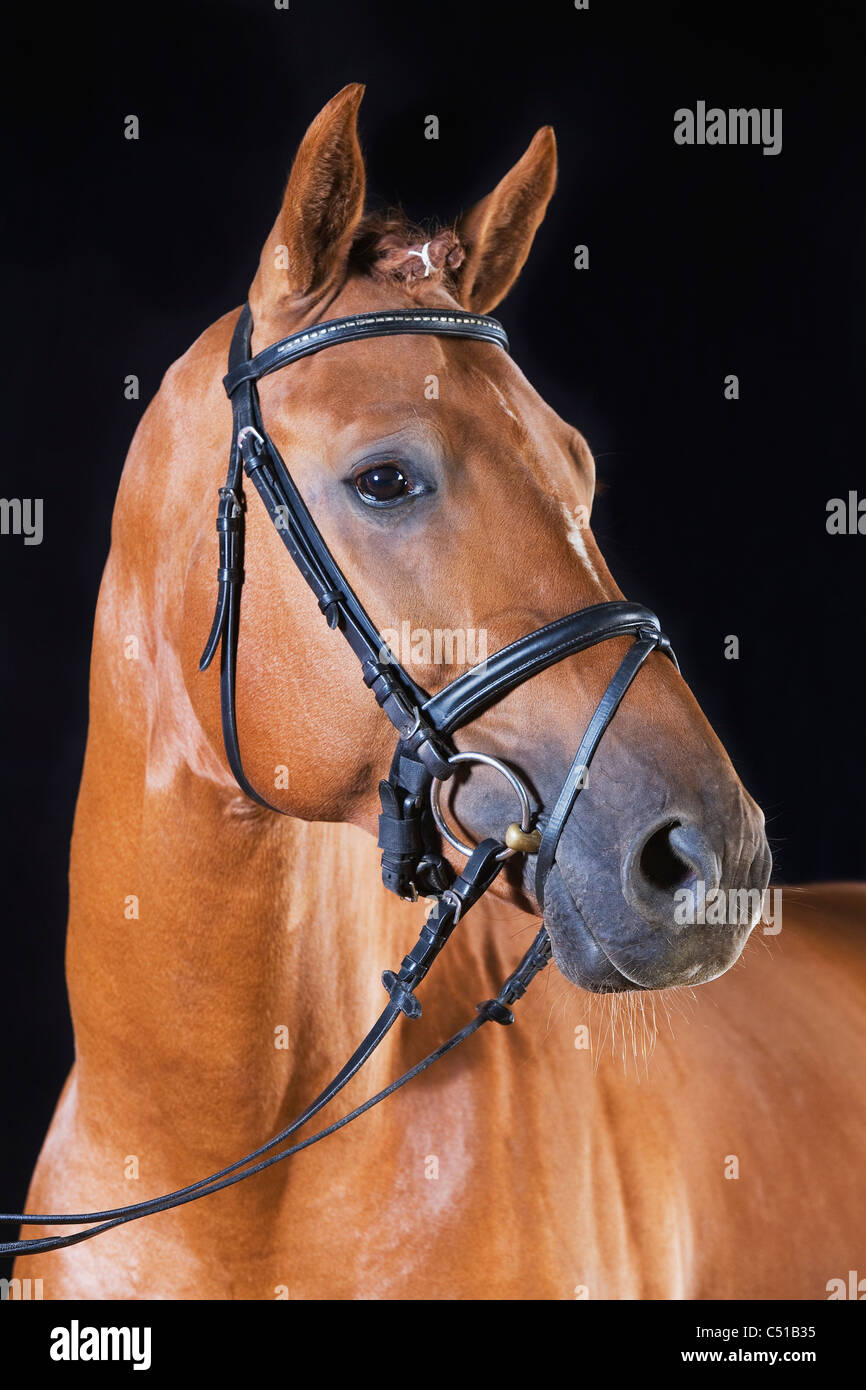 portrait of brown horse Stock Photo - Alamy