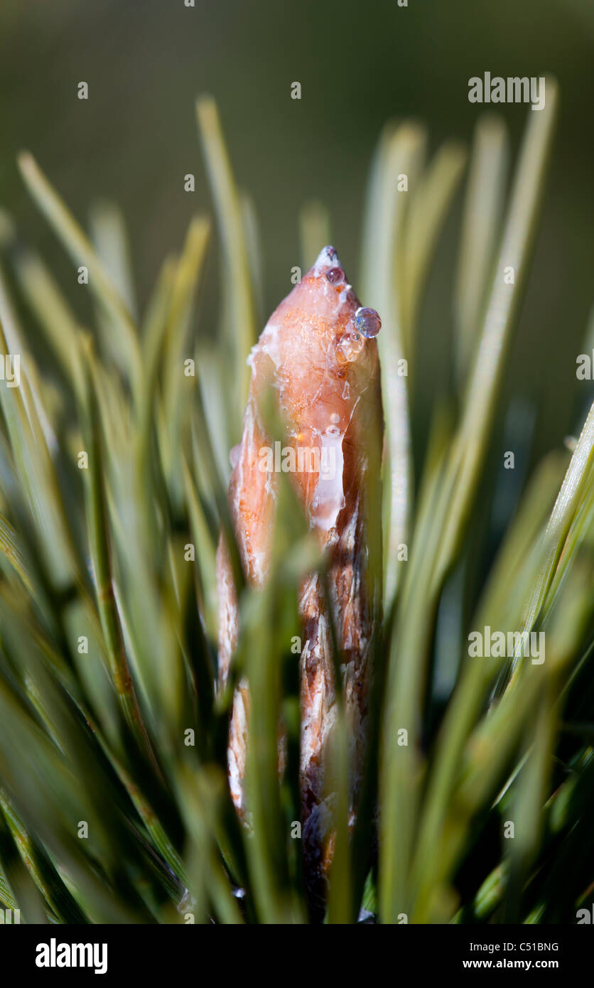 Tip of a pine ( pinus sylvestris ) tree branch Stock Photo - Alamy
