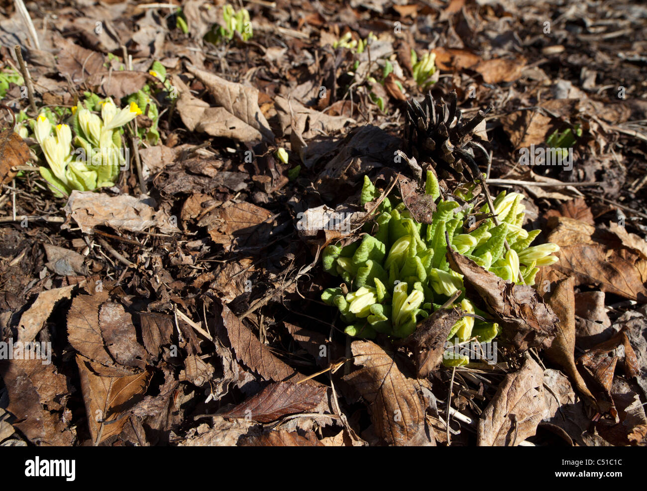 First plant seedlings emerging from the ground at early Spring ...