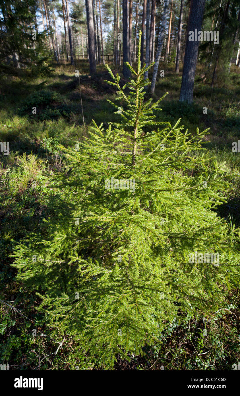 Norway spruce picea abies young hi-res stock photography and images - Alamy