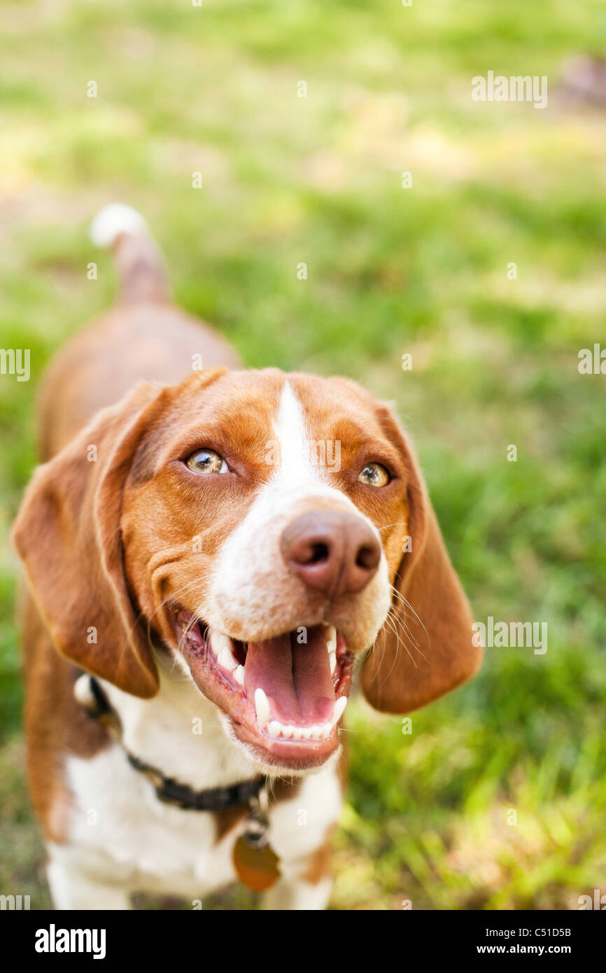 Portrait of Beagle Stock Photo - Alamy