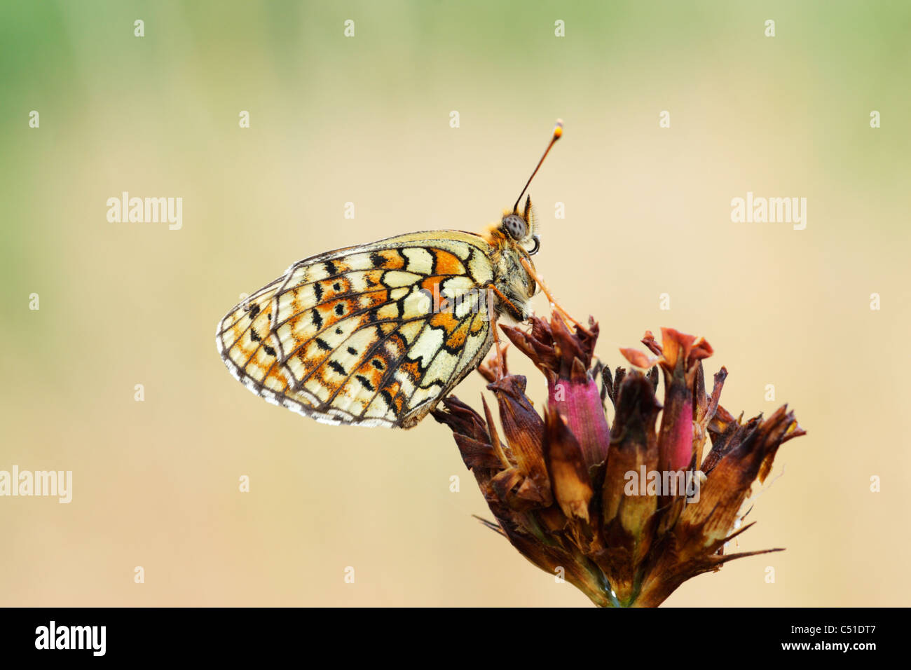 Underside of butterfly wing hi-res stock photography and images - Alamy