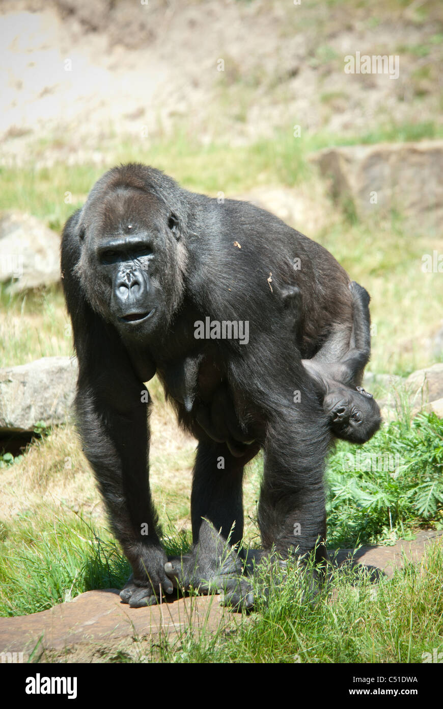 Gorilla Hands Walking