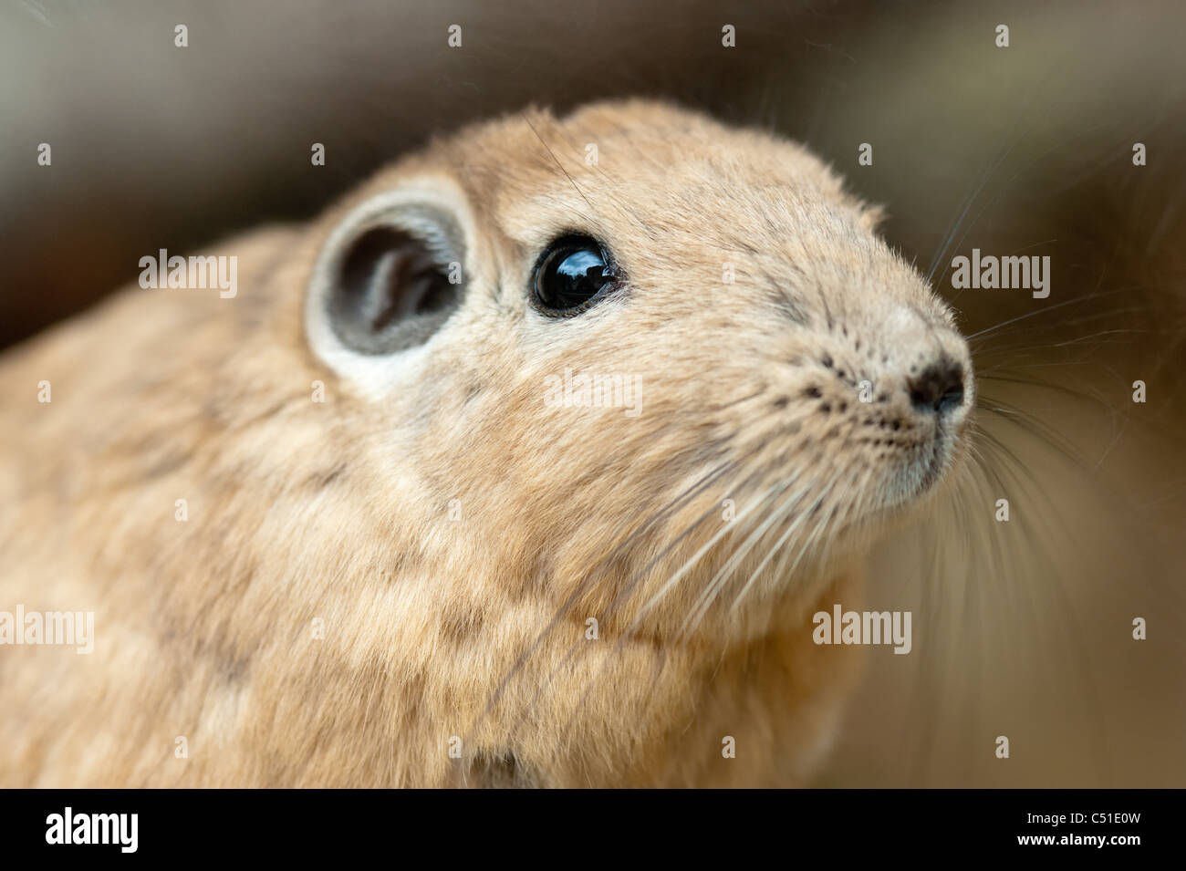 gundis are unusual rodents from north africa Stock Photo - Alamy