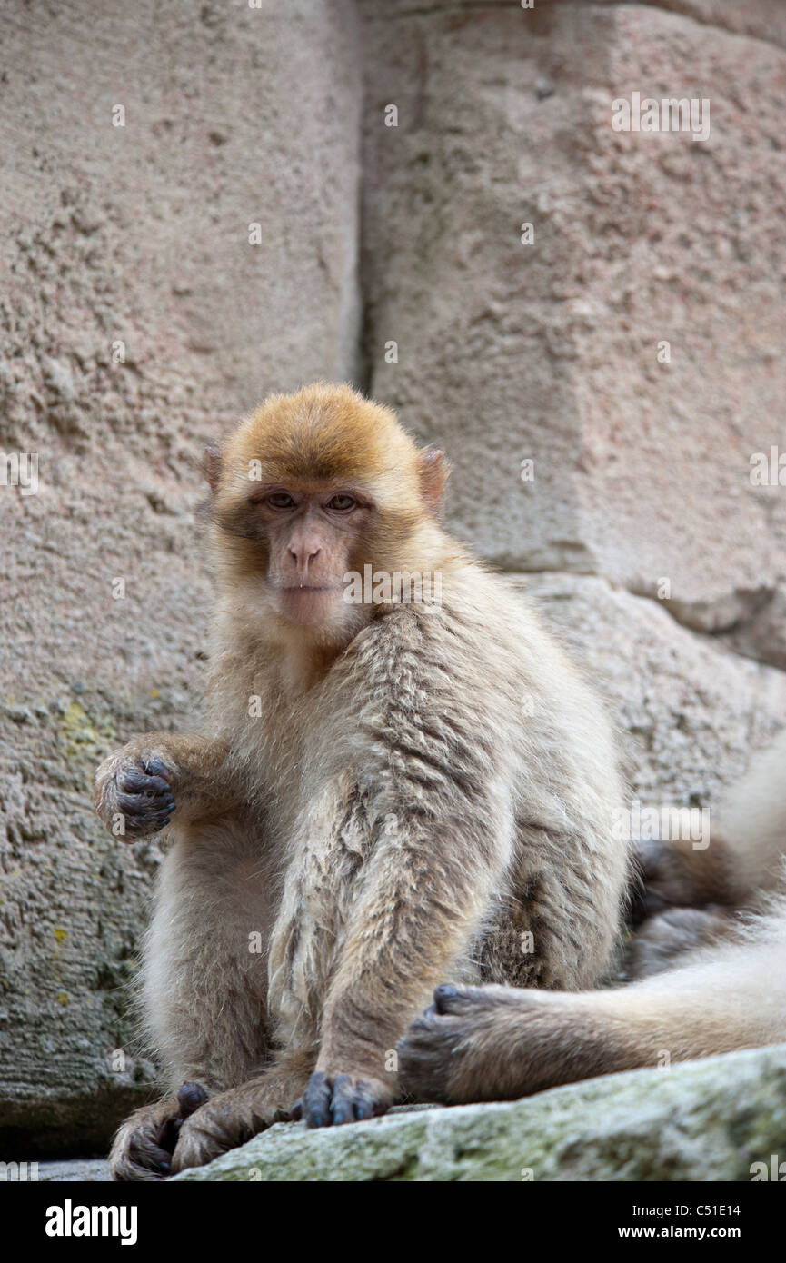 portrait of a Barbary Macaque (Macaca sylvanus Stock Photo - Alamy