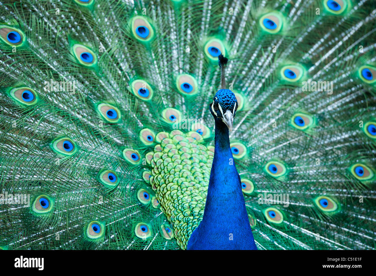 Indian peafowl pavo cristatus spread hi-res stock photography and ...