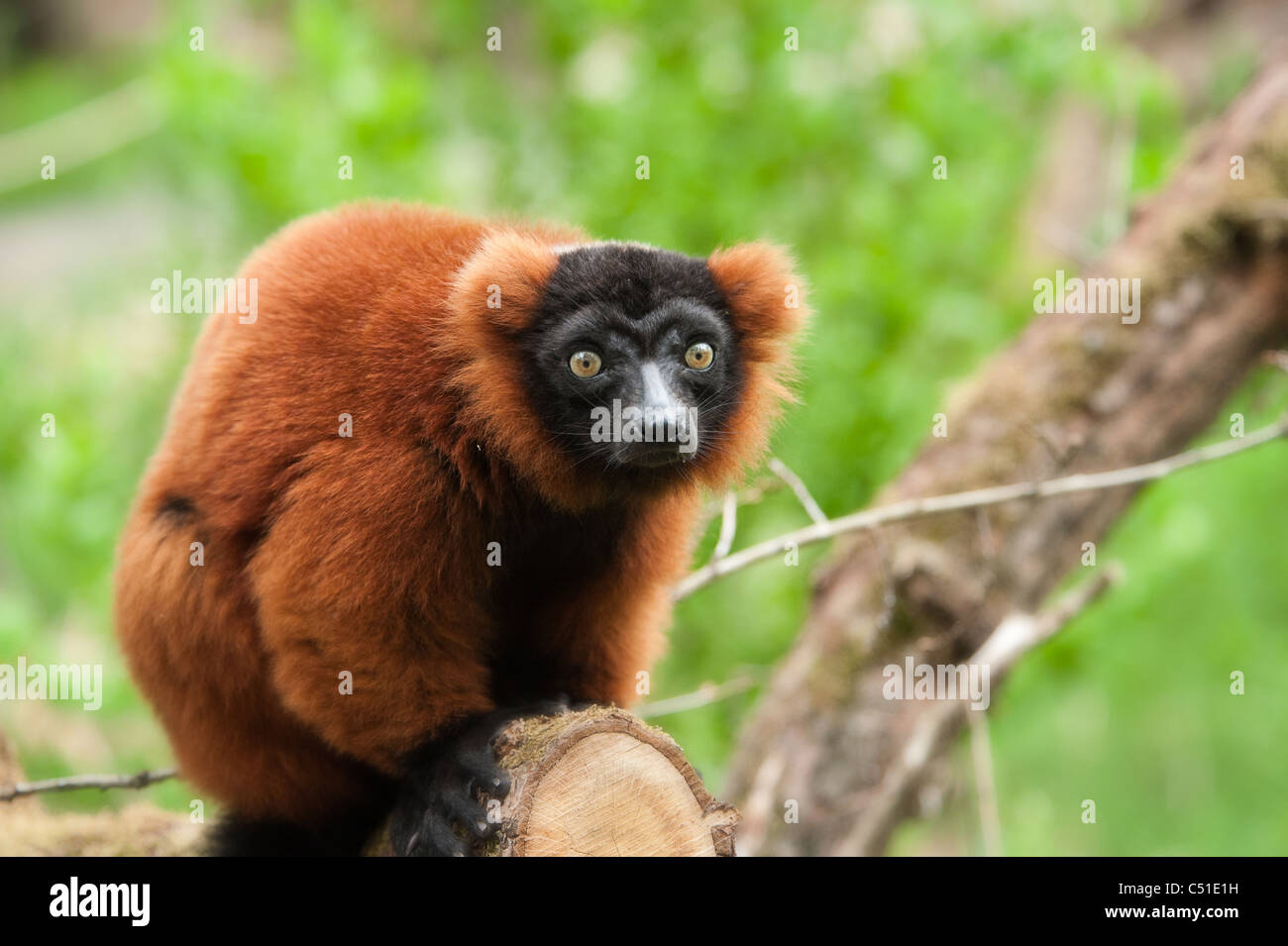 a beautiful red ruffed lemur (Varecia rubra Stock Photo - Alamy