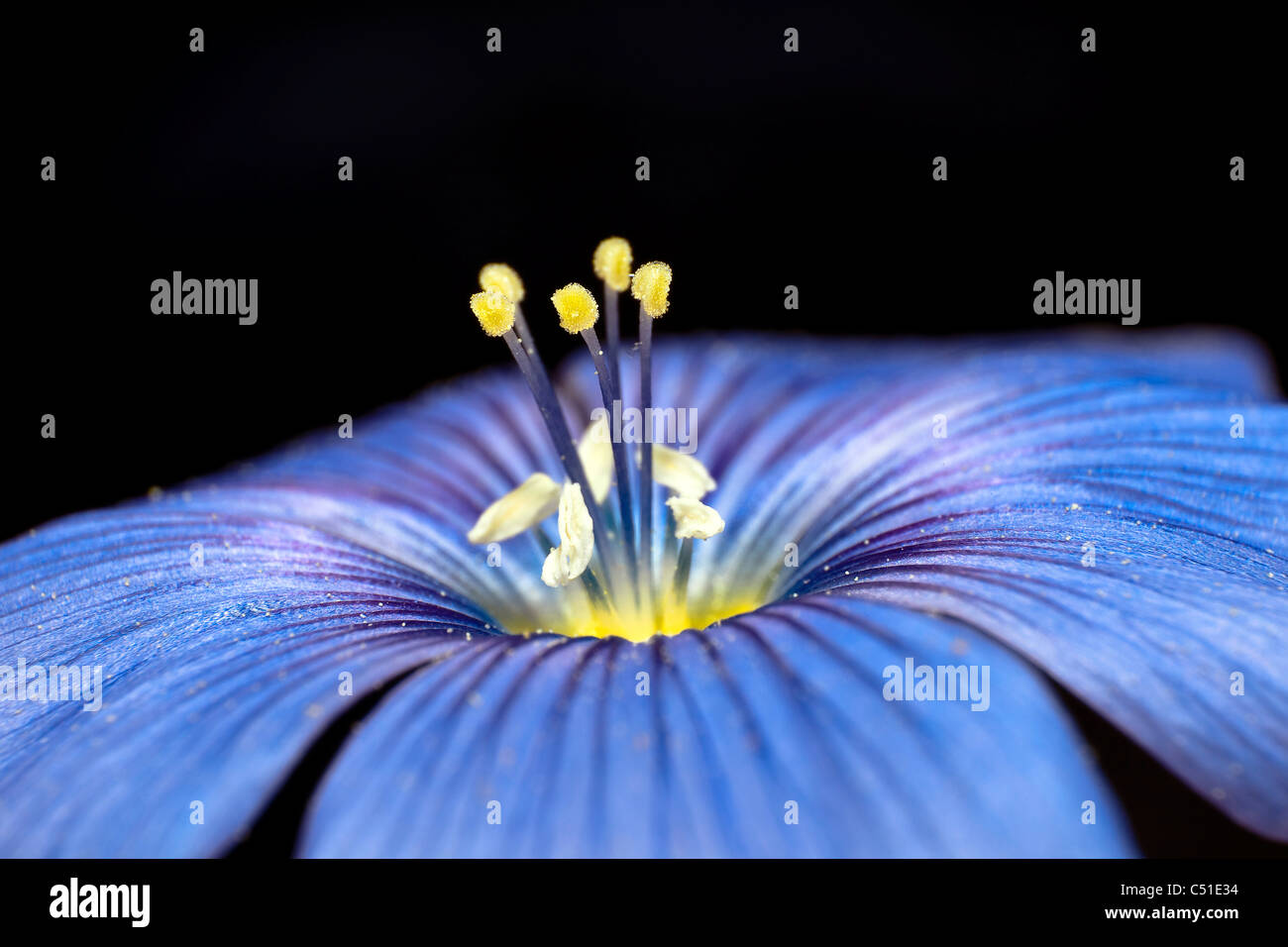 pollen of a blue flower Stock Photo - Alamy