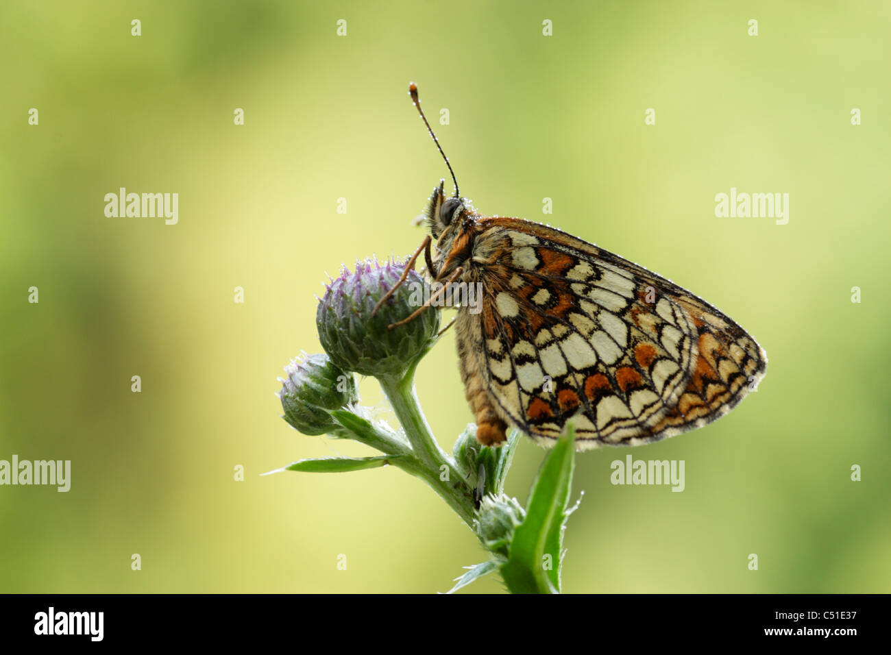 Heath fritillary (Mellicta athalia) male showing underside of wings and ...