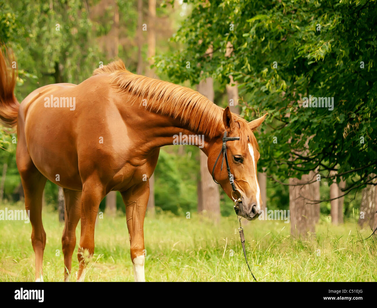 Sorrel Horse Stock Photos & Sorrel Horse Stock Images - Alamy