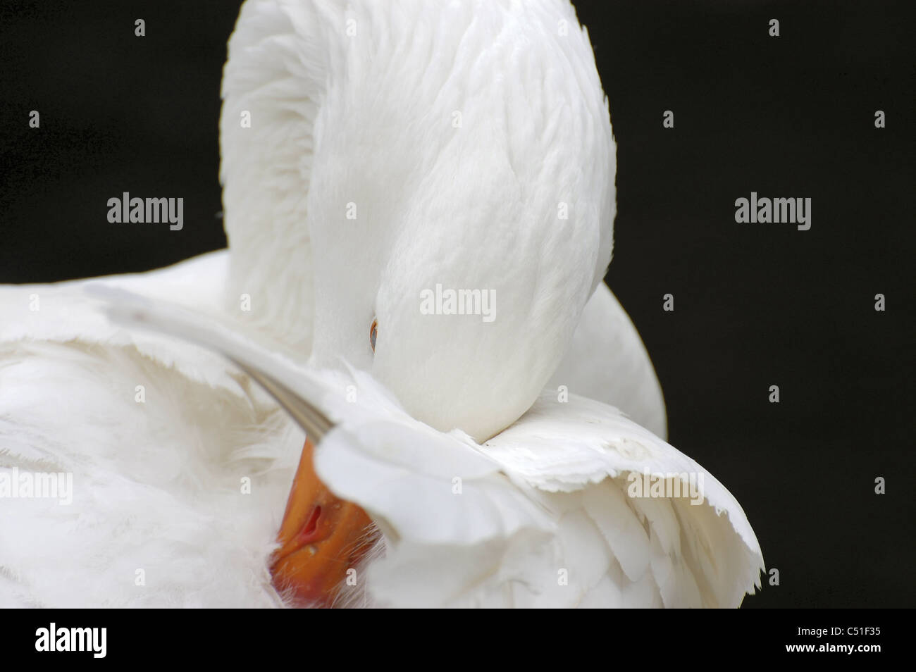 White goosing with head under wing preening against dark background ...
