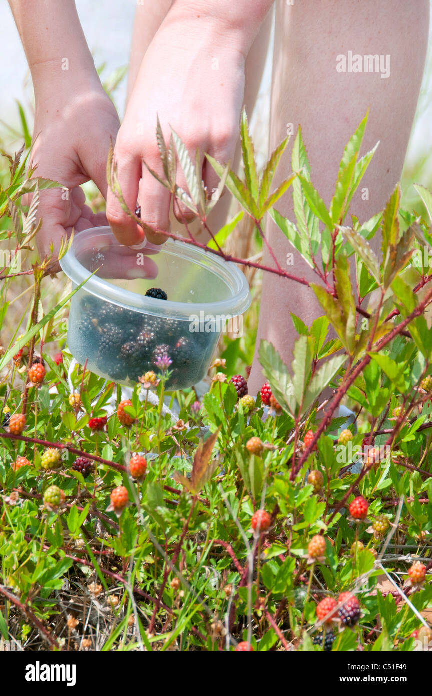 picking fresh berris in field Stock Photo - Alamy
