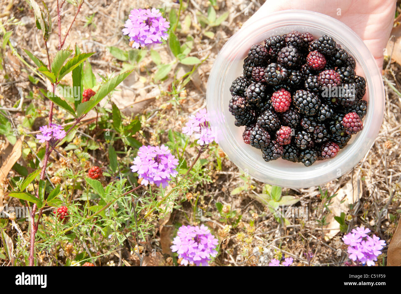 Collecting fresh wild berries hi-res stock photography and images - Alamy
