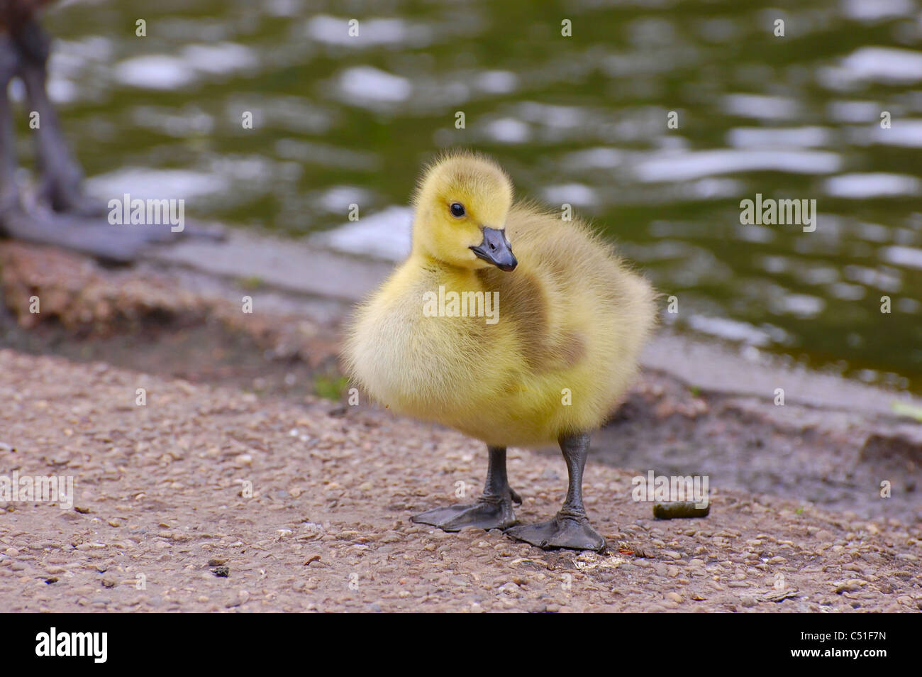 yellow baby duck standing on ground by water Stock Photo - Alamy