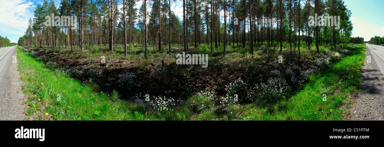 Scandinavia Finland Pine tree forest and cottongrass Stock Photo - Alamy