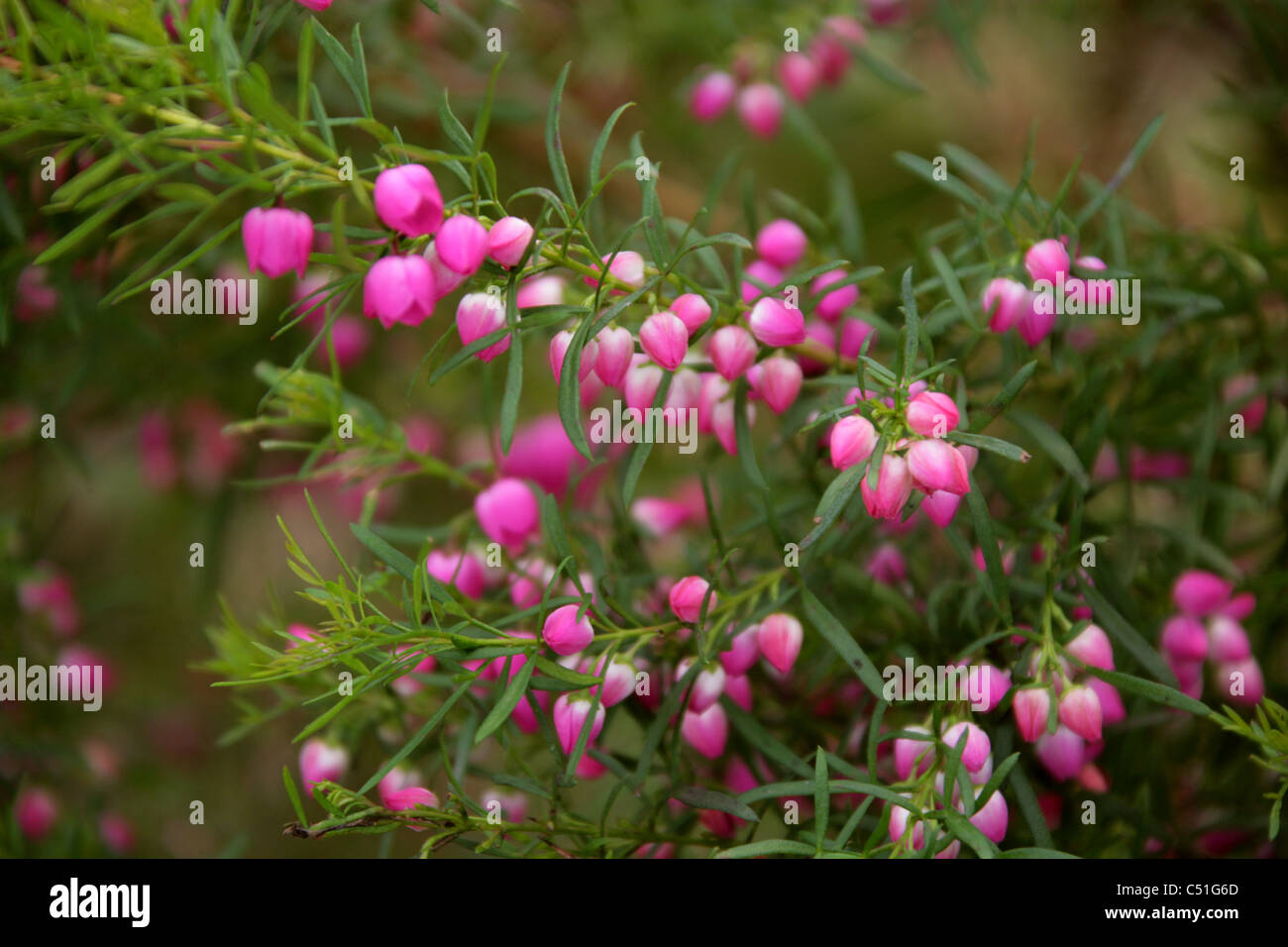 Kalgan Boronia, Baronia heterophylla, Rutaceae. Western Australia Stock ...