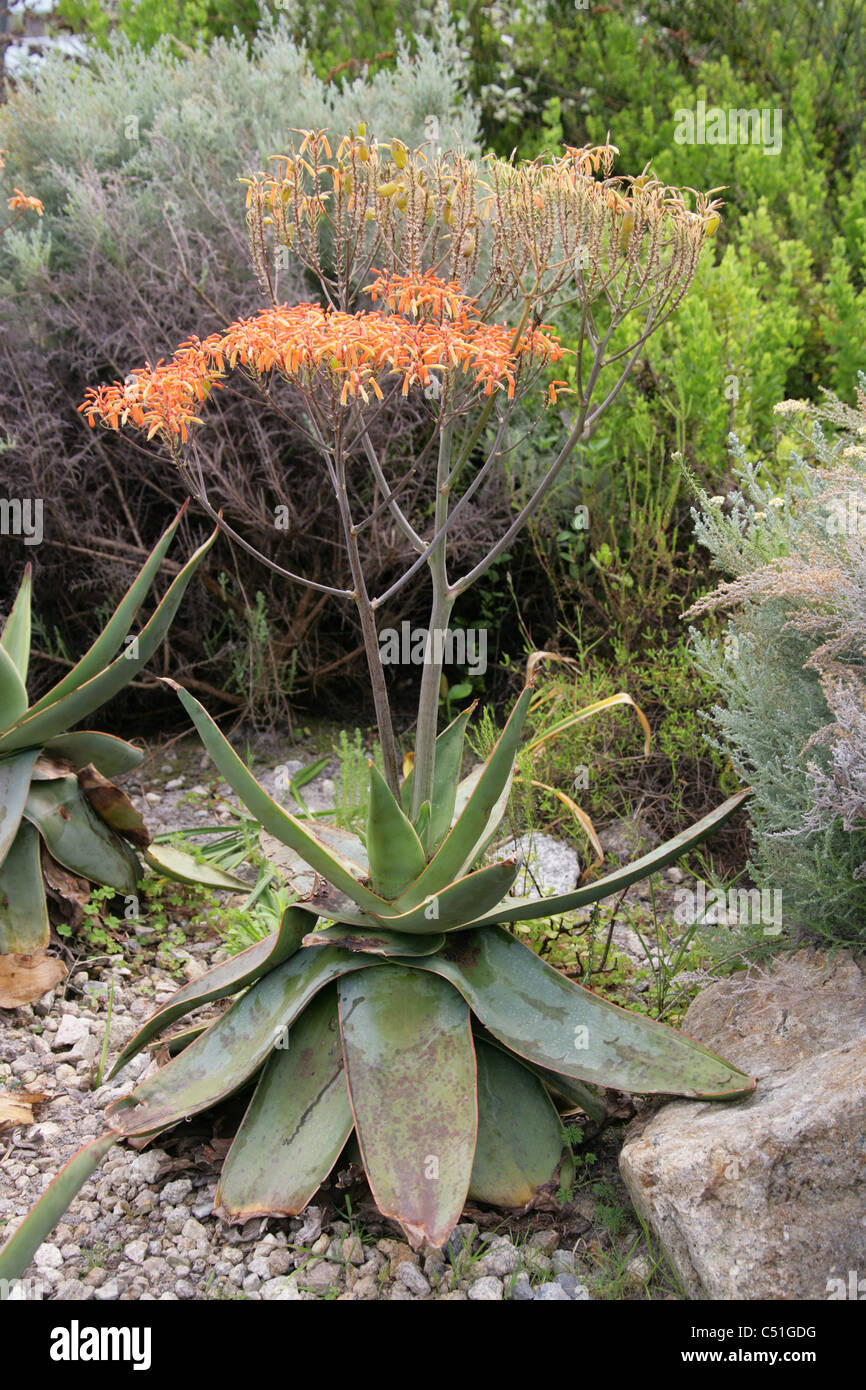 Aloe striata hi-res stock photography and images - Alamy