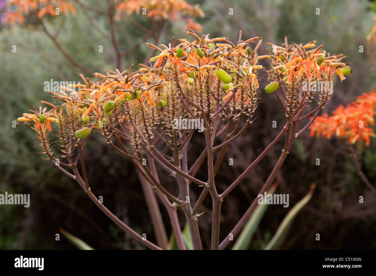 Coral Aloe, Aloe striata, Asphodelaceae. Western Cape, South Africa ...