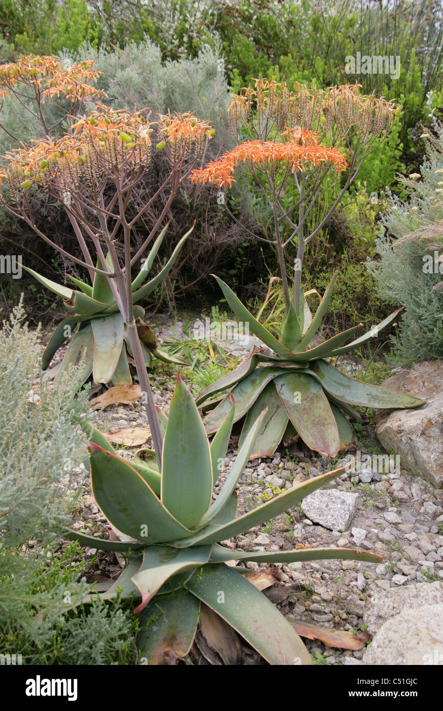 Aloe Striata X Maculata
