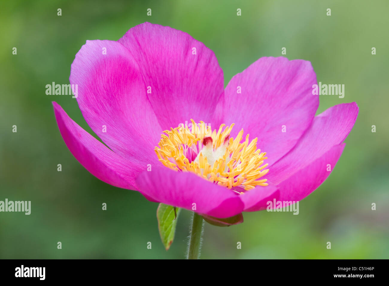 Paeonia officinalis ssp microcarpa Stock Photo - Alamy